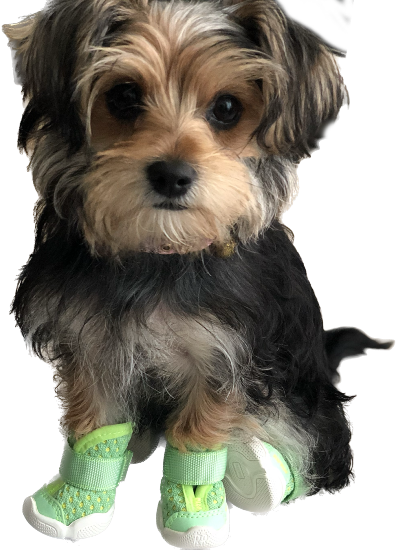 The Yorkie Mom | Advice for New Dog Mom – Our Dogs, Our Children